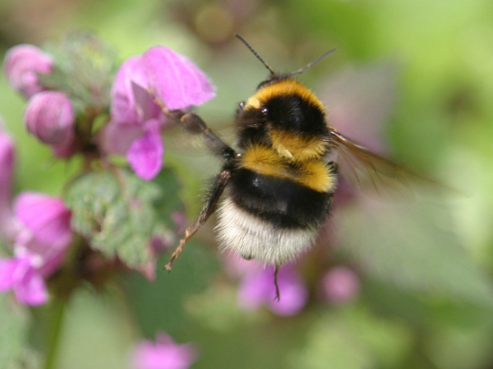 Fälthumla - Sveriges humlor