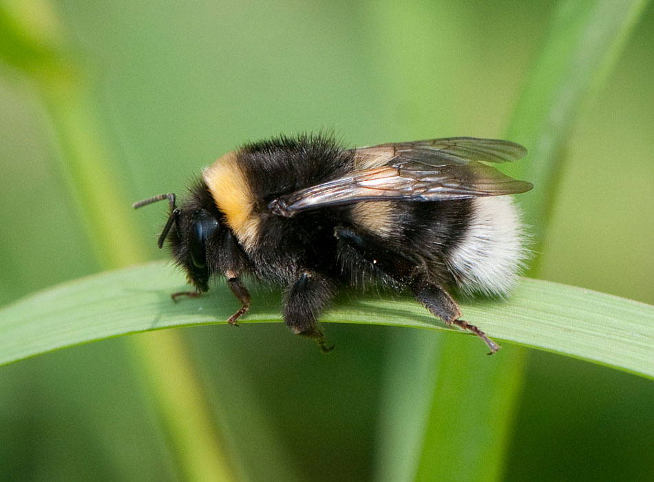 Skogsjordhumla - Sveriges humlor