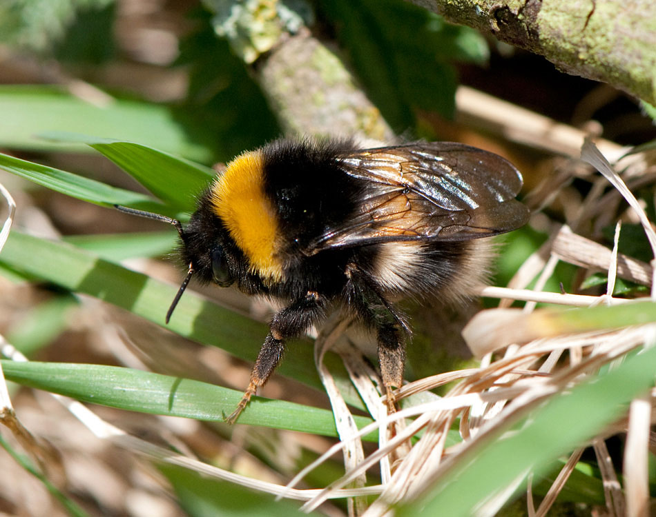 Skogsjordhumla - Sveriges humlor
