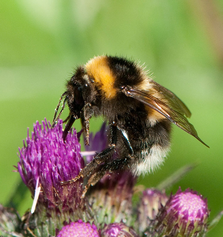 Trädgårdshumla - Sveriges humlor