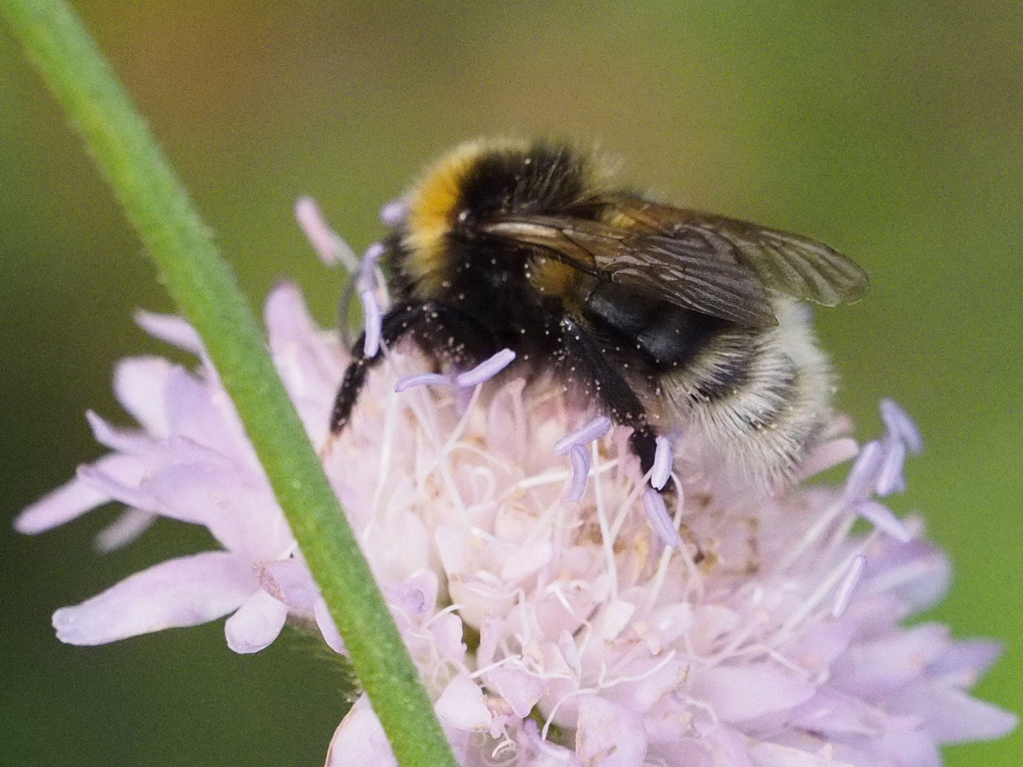 Sveriges humlor - Sveriges humlor