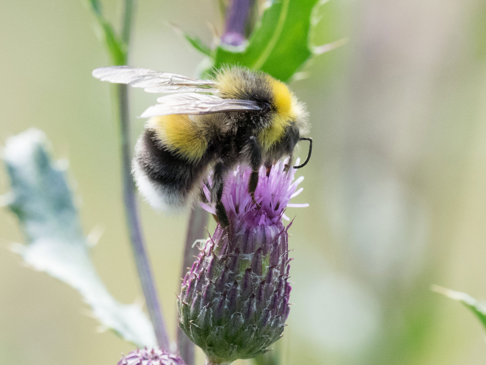 Ljus jordhumla - Sveriges humlor