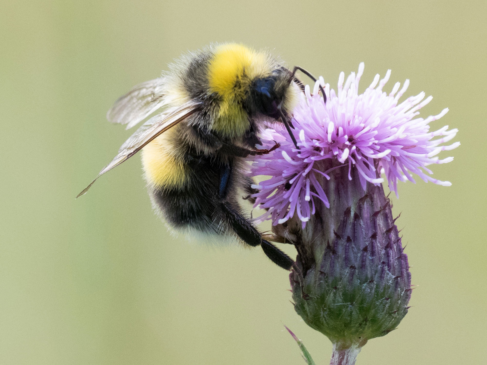 Ljus jordhumla - Sveriges humlor